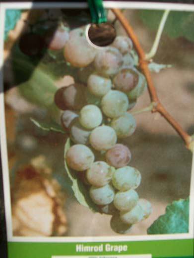 Himrod Seedless Grape Vine 2 Gal. Plants Vines Plant Grapes Vineyards ...