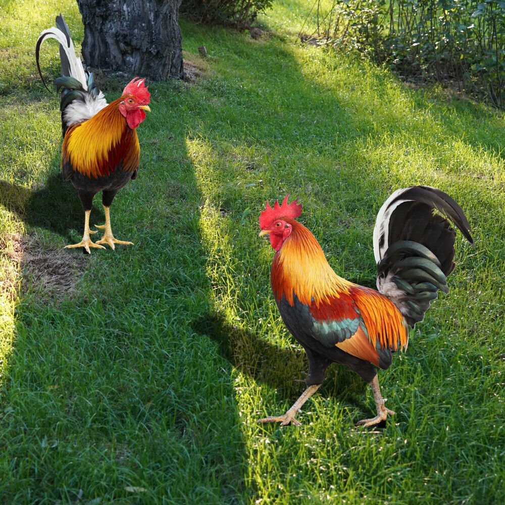 Rooster Yard Statue Real Look Gallo