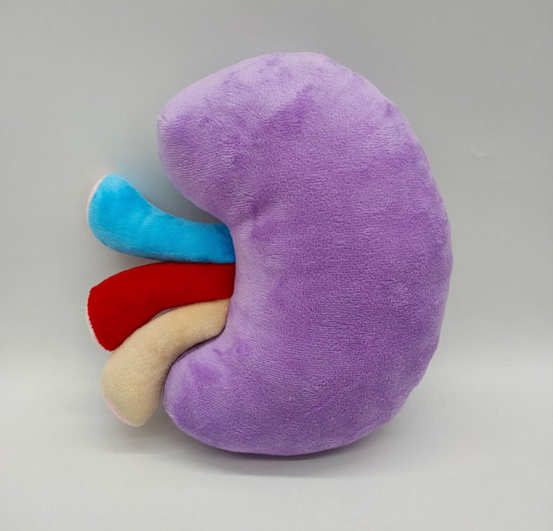Kidney Plush Stuffed Body Organ Toy for Get Well Gift & Health Education
