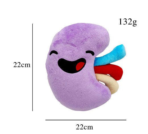 Kidney Plush Stuffed Body Organ Toy for Get Well Gift & Health Education