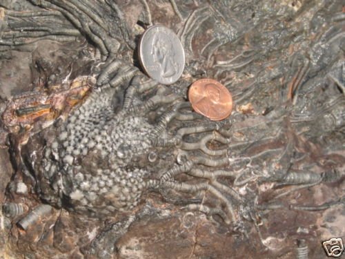 HUGE CRINOID FOSSIL GROUP Scyphocrinus Trilobite Era Slab Silurian