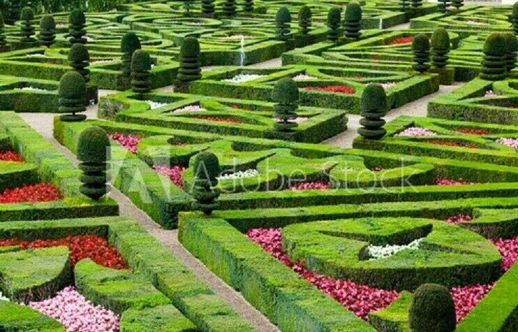 200 DODONAEA DODONIA HOP BUSH SEEDS EVER GREEN LEAVES FENCE PRIVACY ...