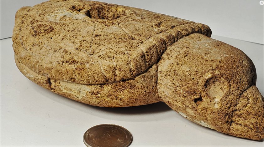 Ancient Woodland Native Clay-Mudstone Ceremonial Turtle Effigy Pipe