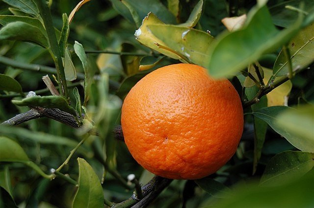 1 mandarin tangerine orange fruit tree live starter plant approx 2-4 inchi