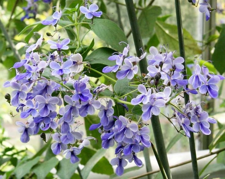 "Blue Butterfly Bush" Clerodendrum ugandense, Rotheca myricoides LIVE PLANT