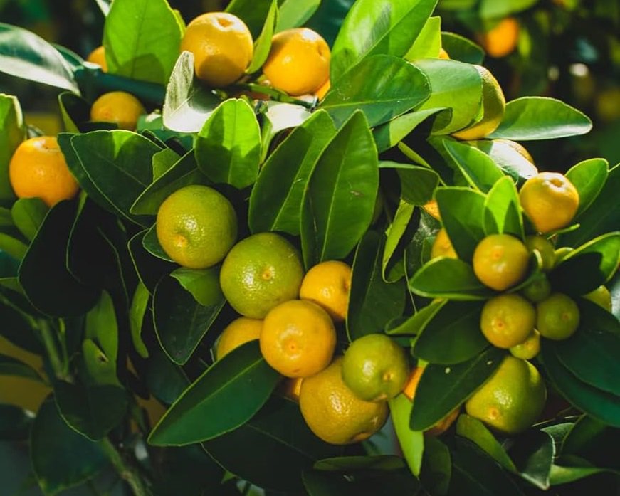 Starter Plug Plant Calamansi calamondin Philippine lime lemon
