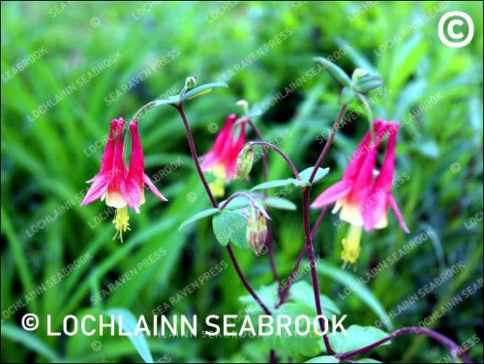 "Eastern Red Columbine" 8 x 10 photographic print by Lochlainn Seabrook