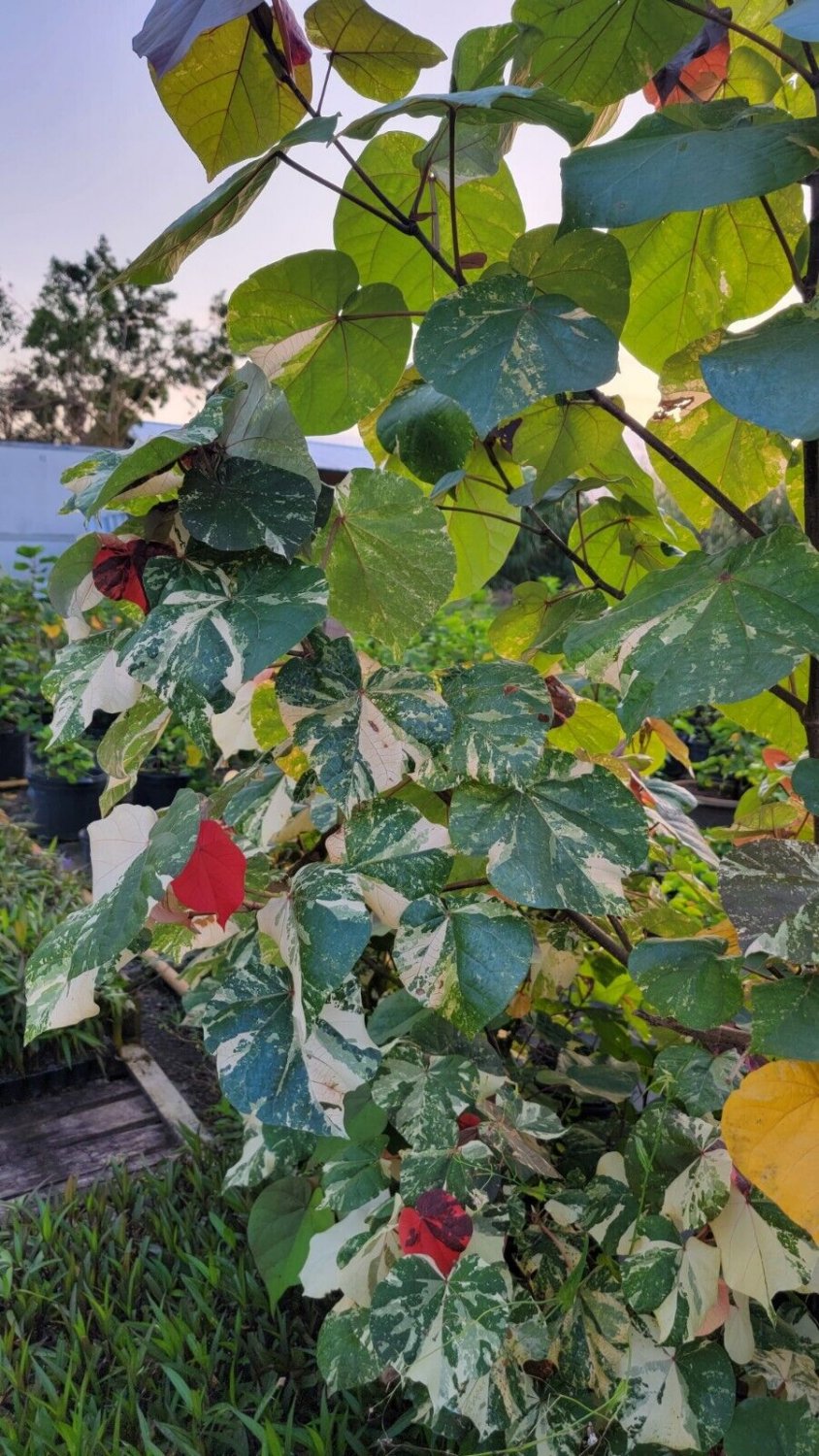 Live plant from US - Live plant from US - Hibiscus Tiliaceus - Mahoe ...