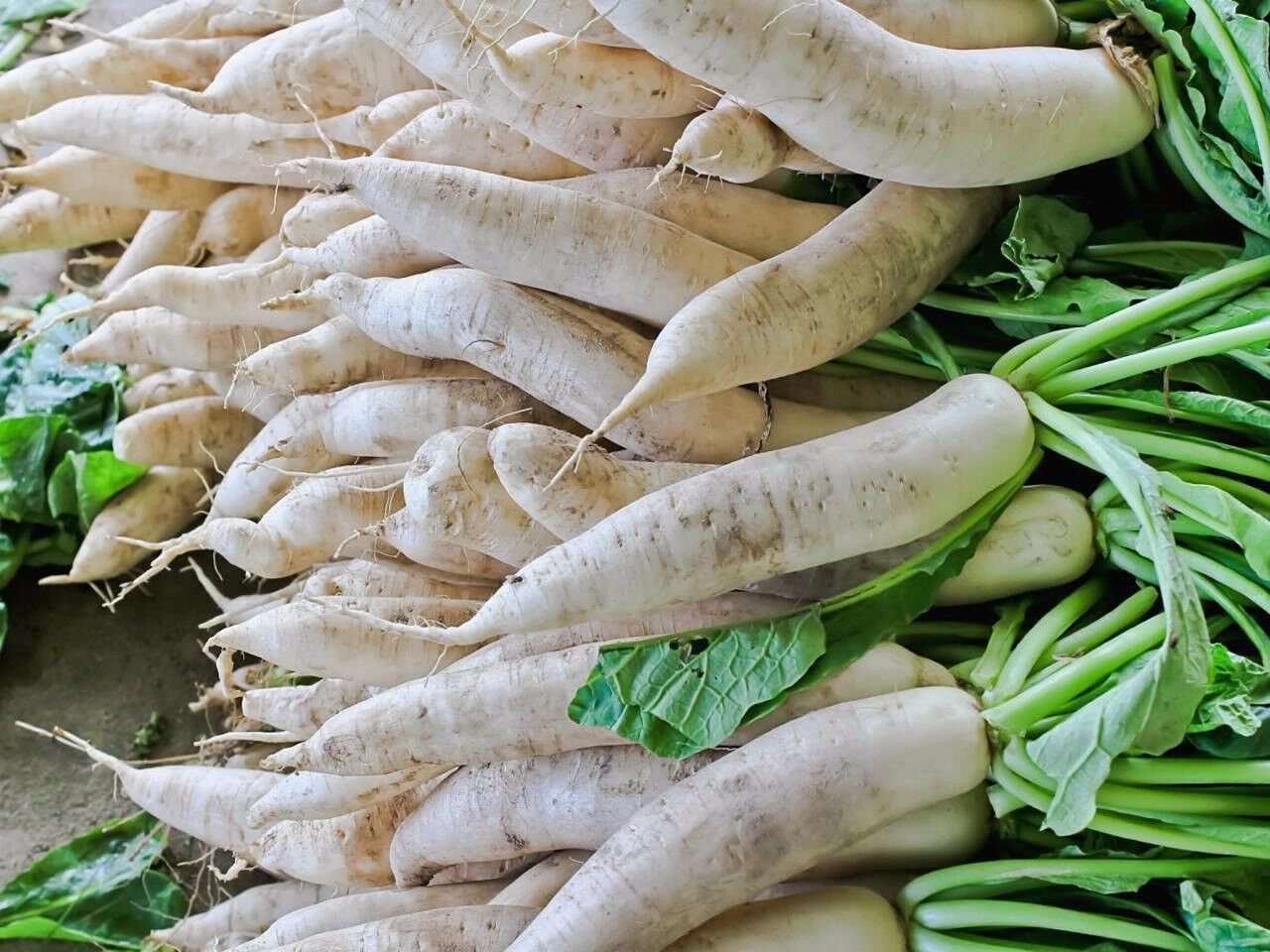 60 PURE Seeds Daikon Radish, Deer Food Plot, Large Radish Japanese ...