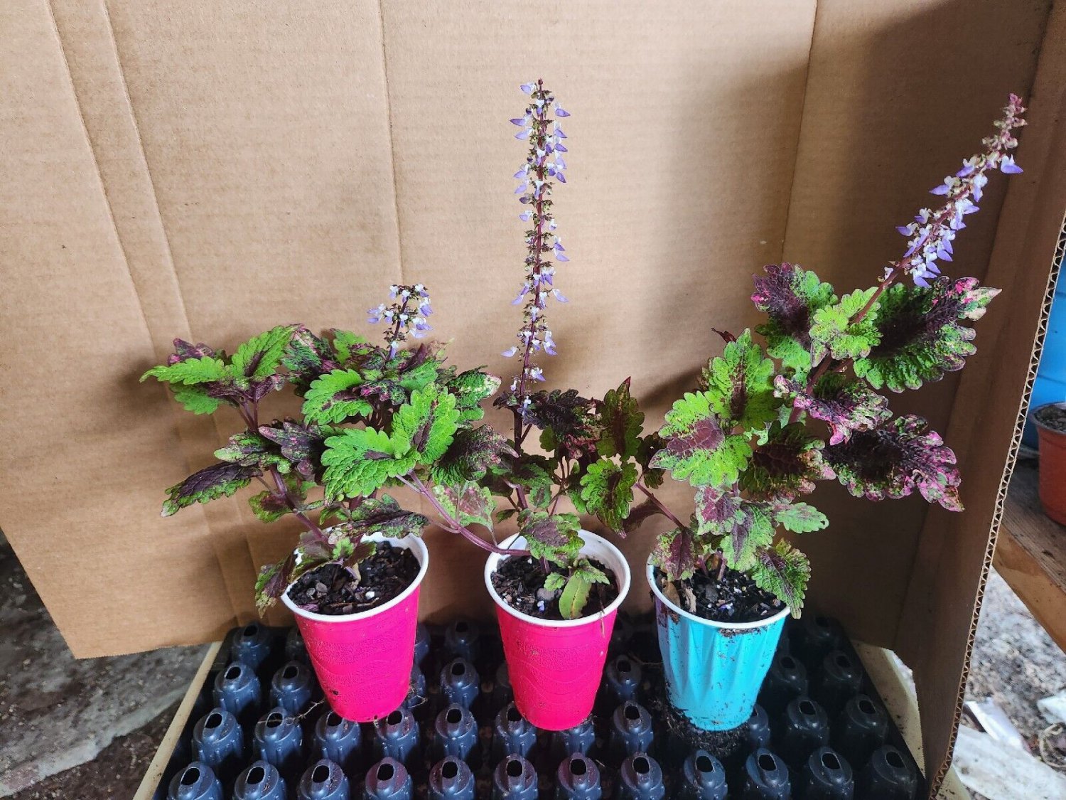 Live plant from US - SOLAR ECLIPSE - 1 live COLEUS