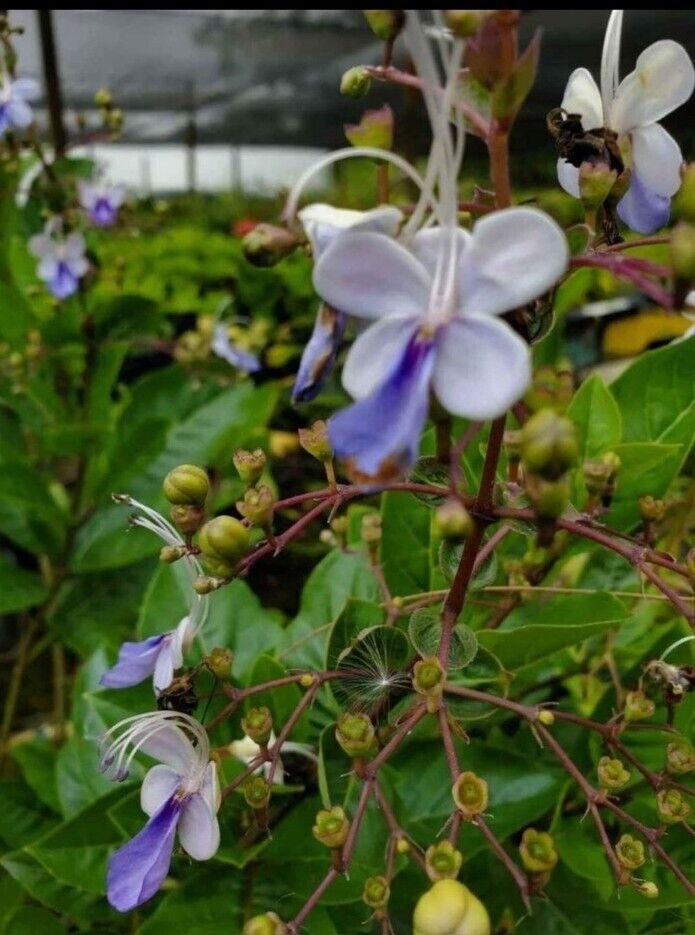 Live Plant CLERODENDRUM UGANDENSE 7" TALL BLUE BUTTERFLY BUSH