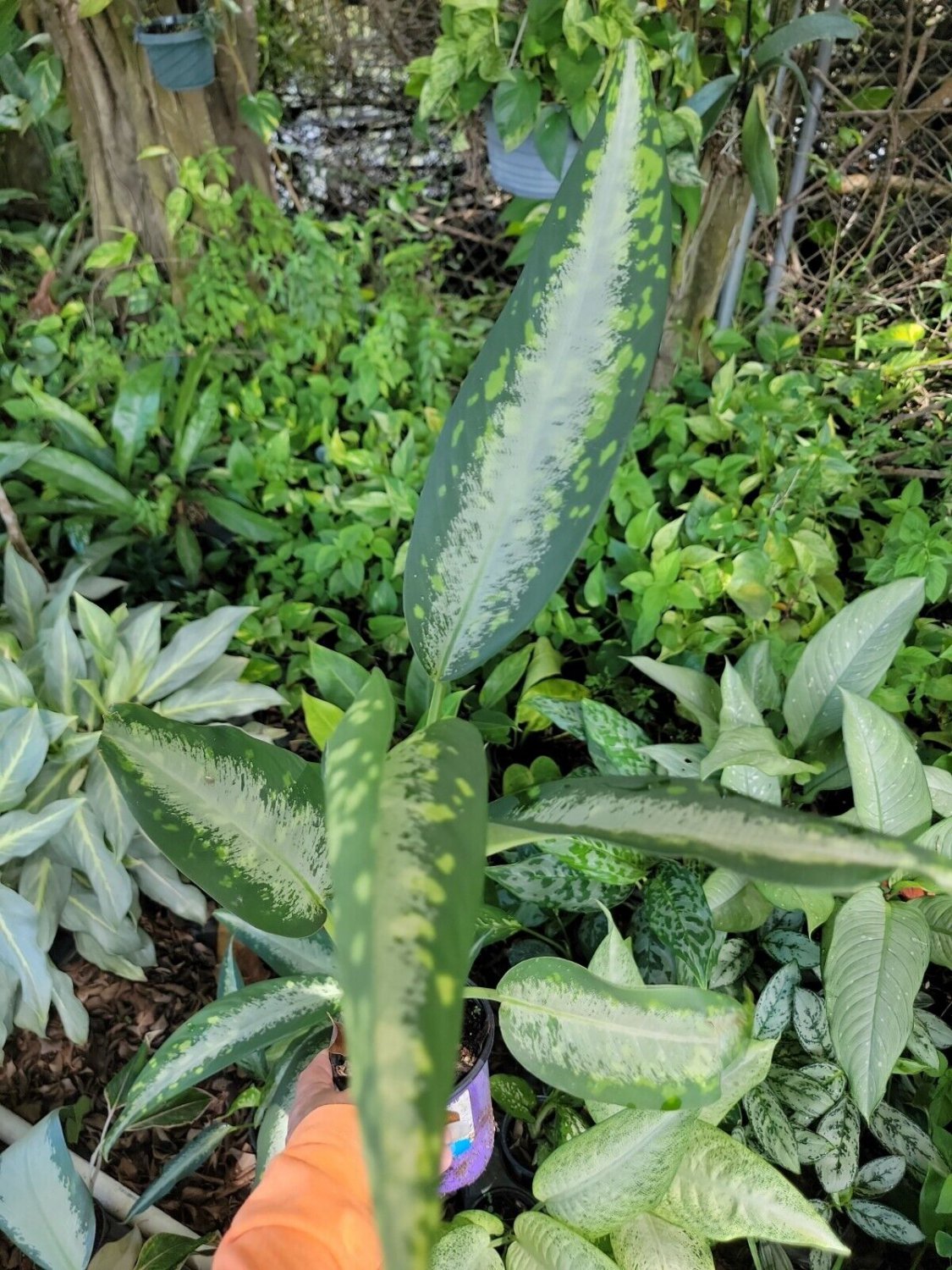 Live Plant PANTHER Dumb Cane Dieffenbachia 12" tall in 4 inches pot