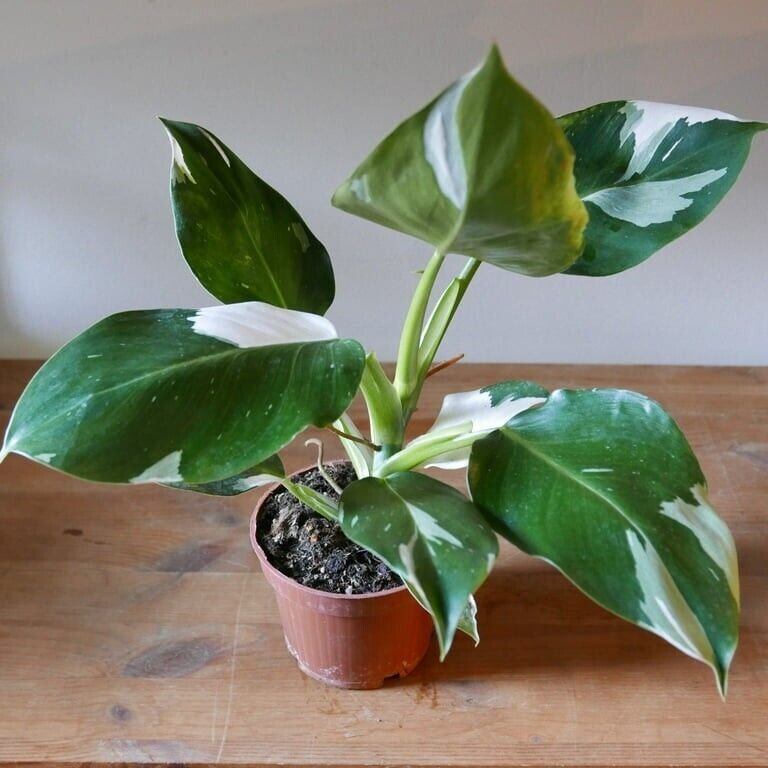 Live Plant Philodendron White Knight Variegated Philodendron in 4" pot
