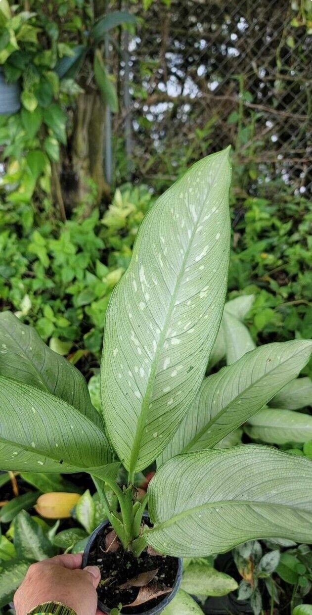 Live Plant Dieffenbachia TIKI Dumb Cane 4" tall