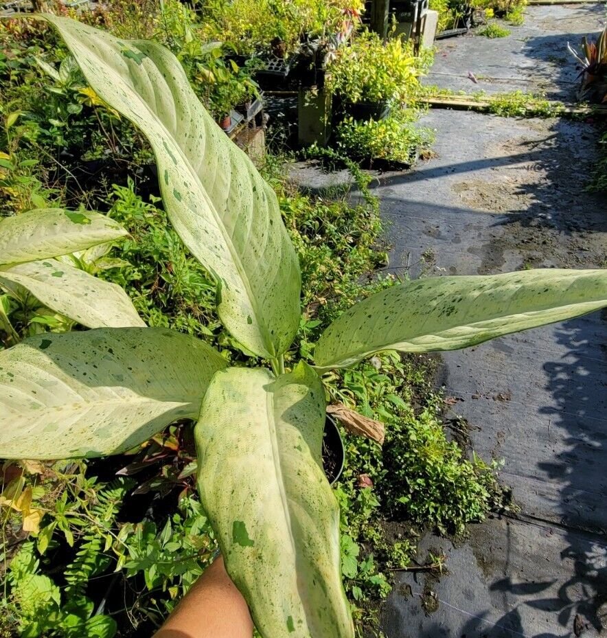 Live Plant RARE CAMOUFLAGE Dieffenbachia~Dumb Cane 4" tall