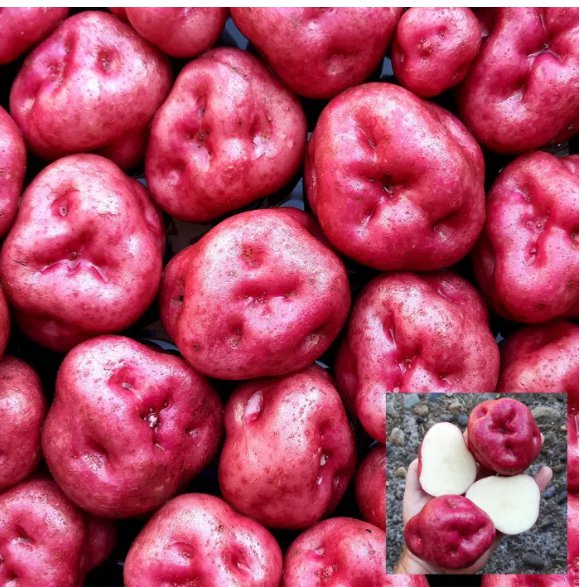 Peruvian Andean Potato 4 Seeds red oval - FRESH SEEDS
