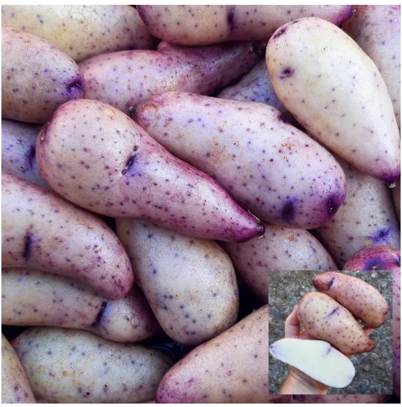 Peruvian Andean Potato 4 Seeds white tall - FRESH SEEDS