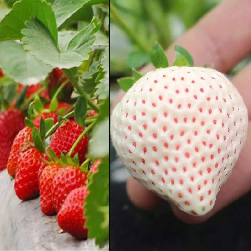 Rare 200 pcs Strawberry Seeds Pineberry Seeds Sweet Heirloom Rare Seeds