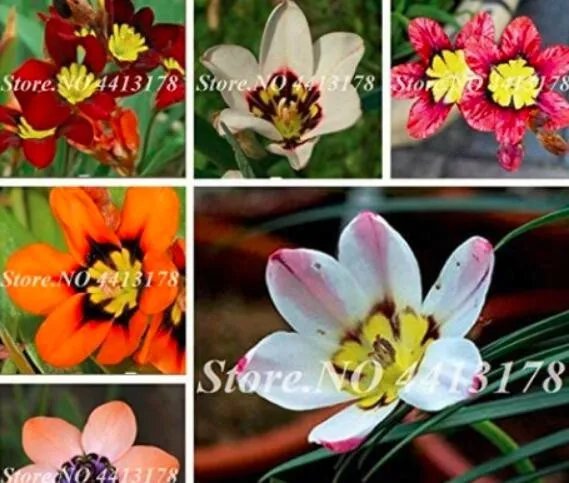Rare 100 PCS Sparaxis Flowers Seeds