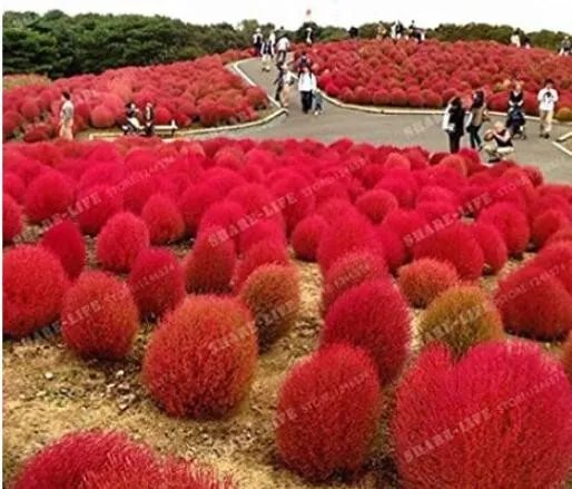 Rare 500 PCS Kochia scoparia Seeds Burning Bush - Fire Red Color