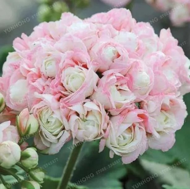 Rare Geranium Seeds, Apple Blossom Rosebud Pelargonium, Light Pink ...