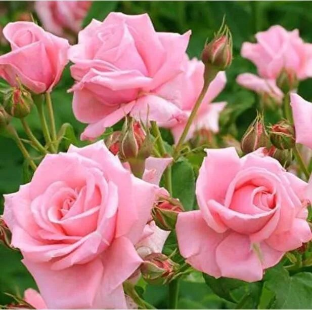 Rare Full-petalled Pink Rose Heirloom Fragrant Rose 200 Seeds