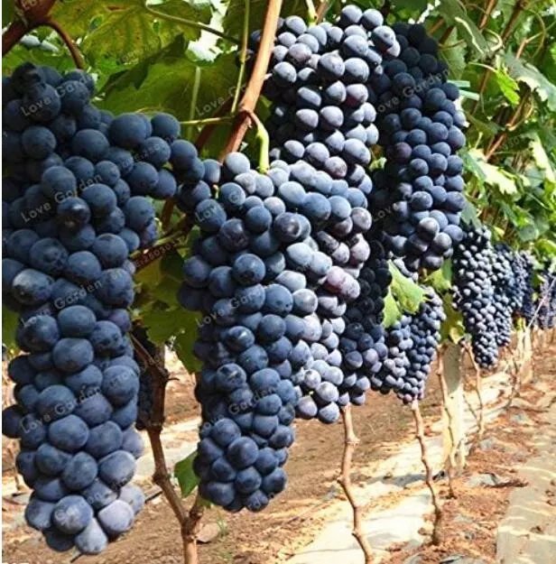 Rare Heirloom Grape Seeds, Pack of 50 Seeds