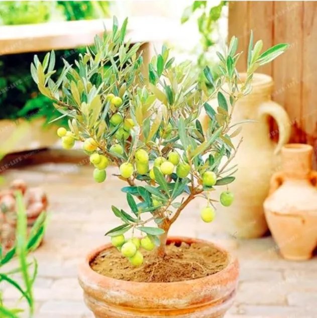 Rare Mini Olive Tree (Olea Europaea) 10 Seeds
