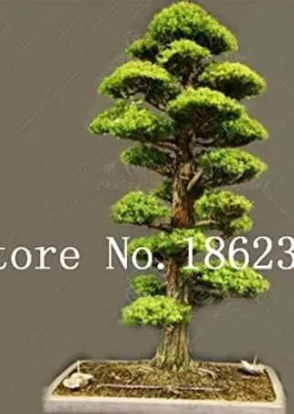 Rare 20 PCS Evergreen Cedar Tree Seeds