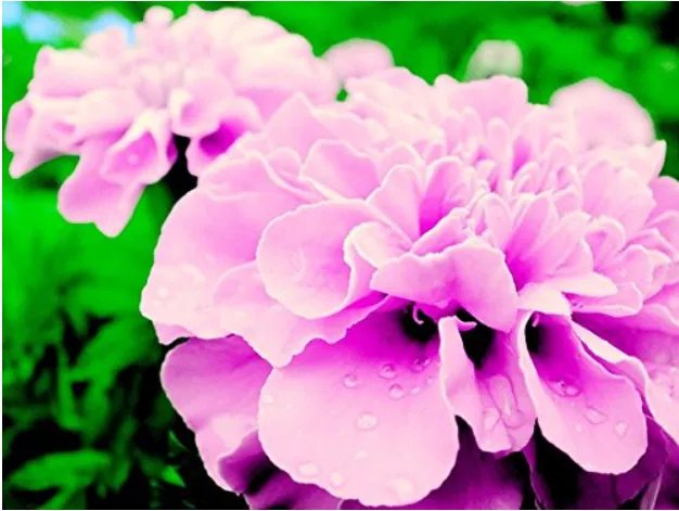 Rare 200 Rose Pink Color French Marigold seeds
