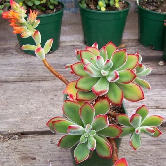 Rare Succulent plants seeds 10pcs KK ECHEVERIA pulvinata ruby seeds