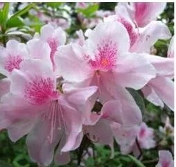 Rare Azalea Seed, potted Seeds, flower Seeds, variety complete 100 pcs