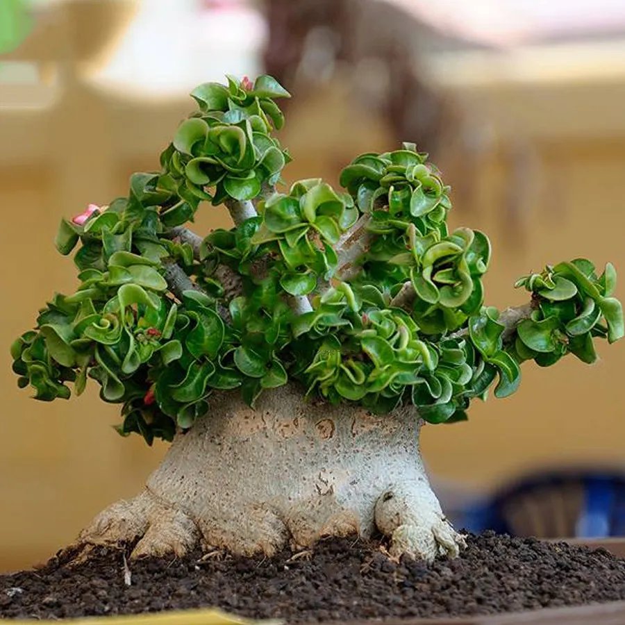 Rare BELLFARM Dorset Horn Adenium Seeds, 2pcs Dwarf Desert Rose Tree
