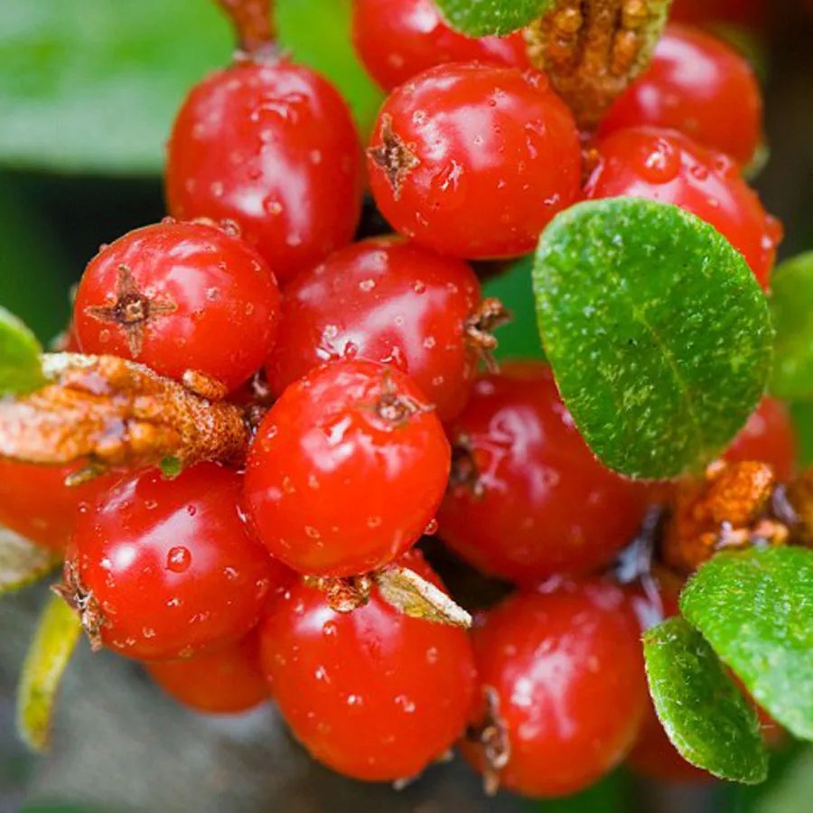 Rare BELLFARM Rare Wild Buffalo Berry Hardy Plant Seeds, 20 PCS ...