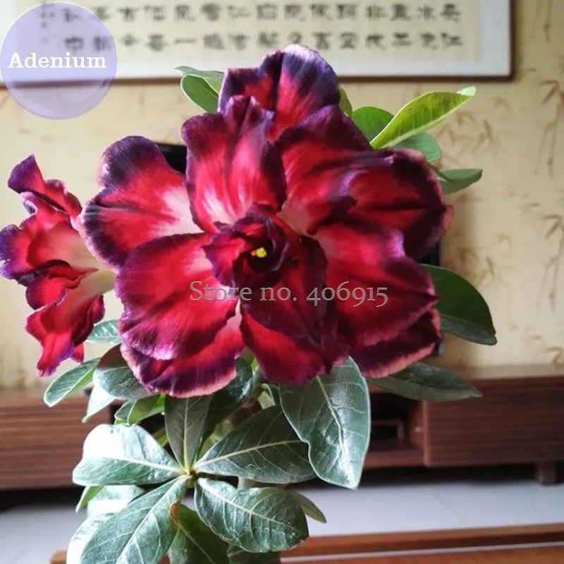 Rare BELLFARM Tri-color Double Adenium, 2 Seeds, black outer petal red ...