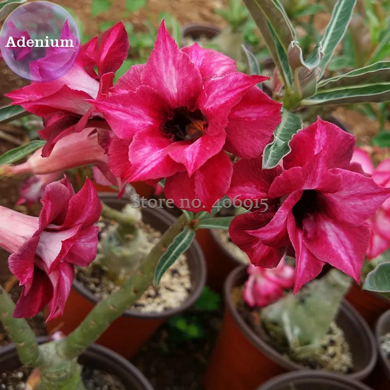 Rare BELLFARM 2-layer Dark Red Adenium, 2 Seeds, big blooming petals ...