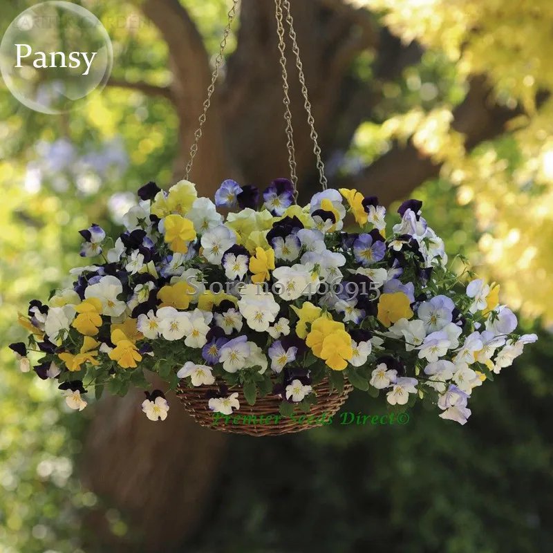 Rare Heirloom Beautiful Hanging Bonsai Colorful Pansy, 20 seeds