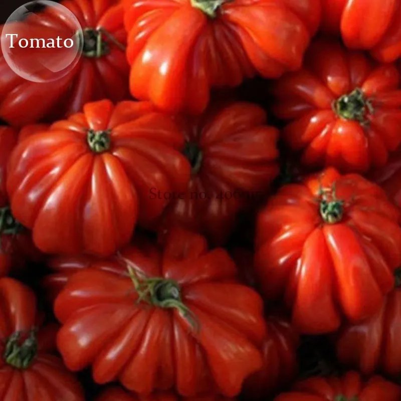 Rare Rare Zapotec Ruffled Bright Red Tomato, 100 seeds