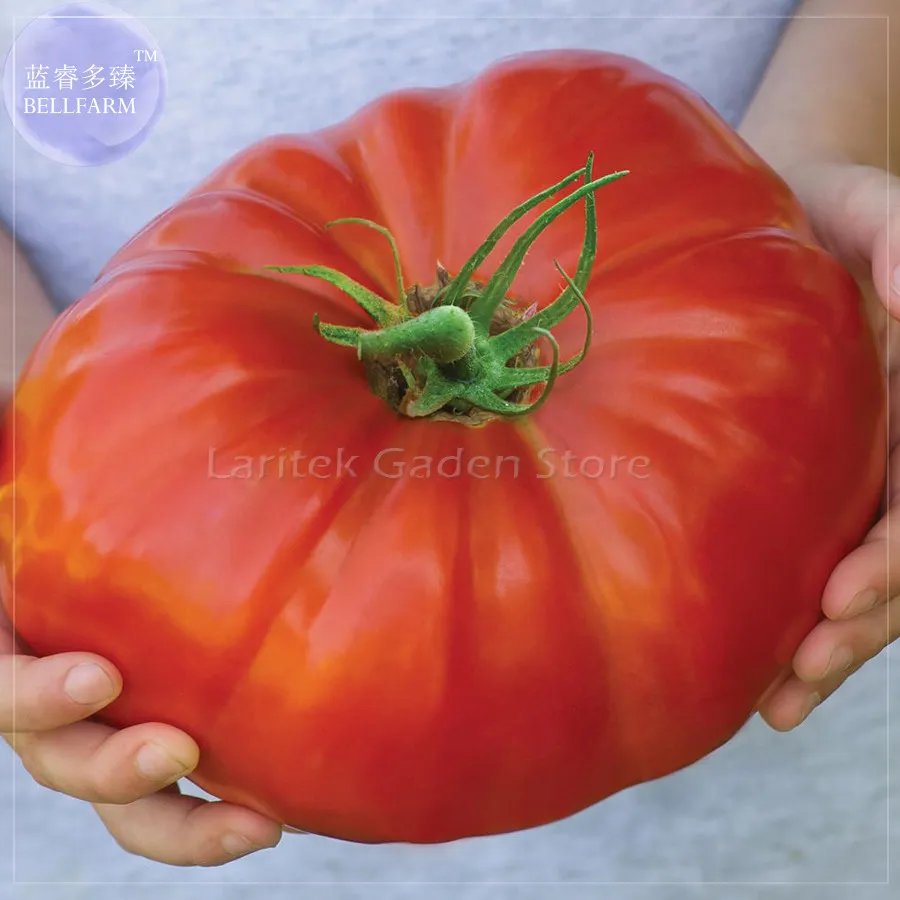 Rare 'Gigantomo' Tomato Seeds, 100 Seeds,
