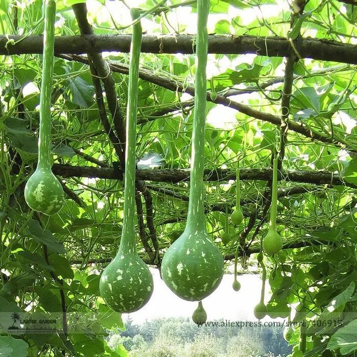 Rare Long Handle Dipper Gourd Lagenaria Siceraria Seeds, Professional ...