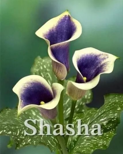 Rare Calla, Purple & Khaki 100 seeds