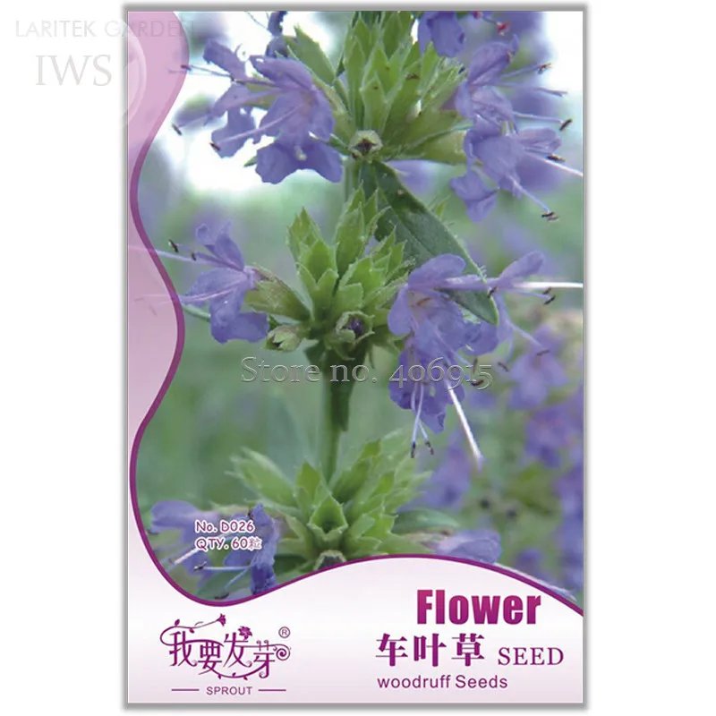 Rare Woodruff Seeds Aromatic Blue Small Flower Seeds, Original Pack, 60 ...