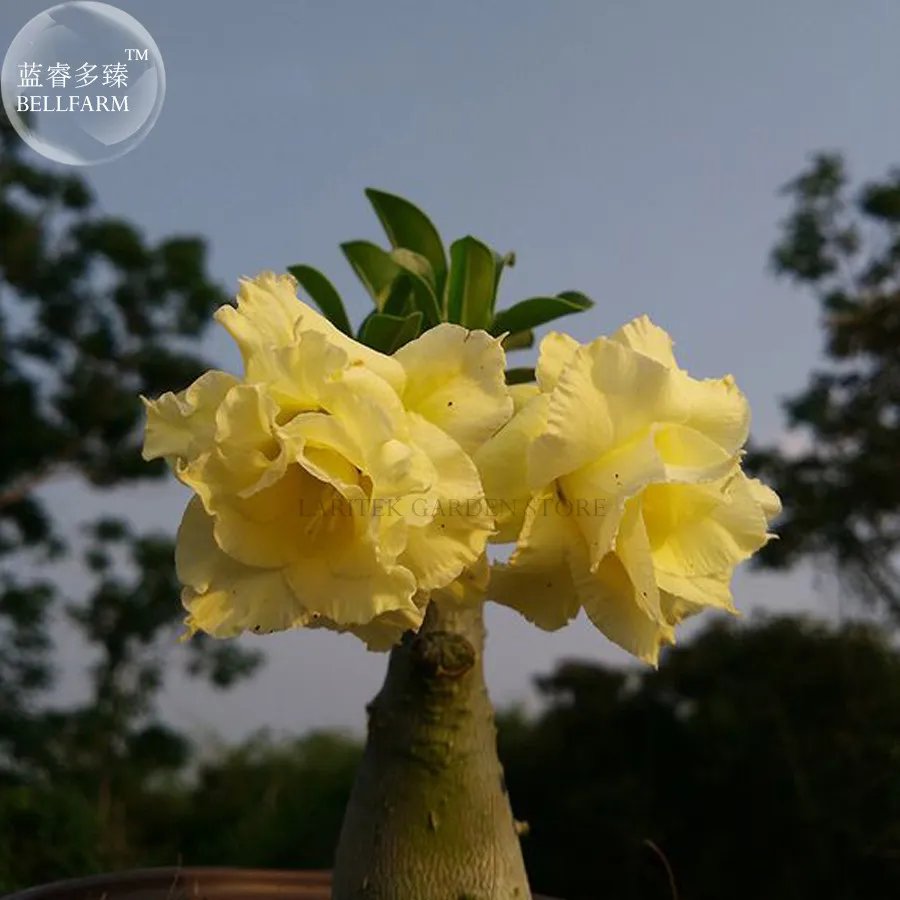Rare 'Invincible Eastern' Adenium Desert Rose, 2 Seeds