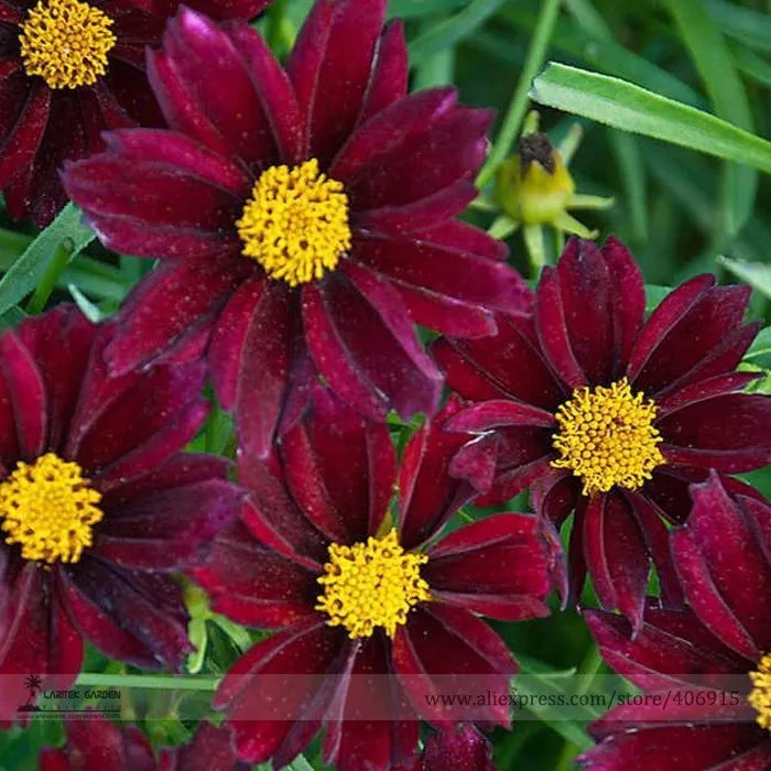 Rare The Rarest Mercury Rising Coreopsis Dark Red Cosmos Flower Seeds ...