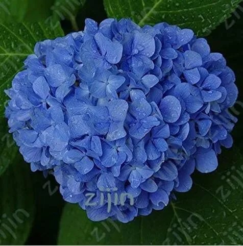 Rare Hydrangea 30 Seeds, Blue
