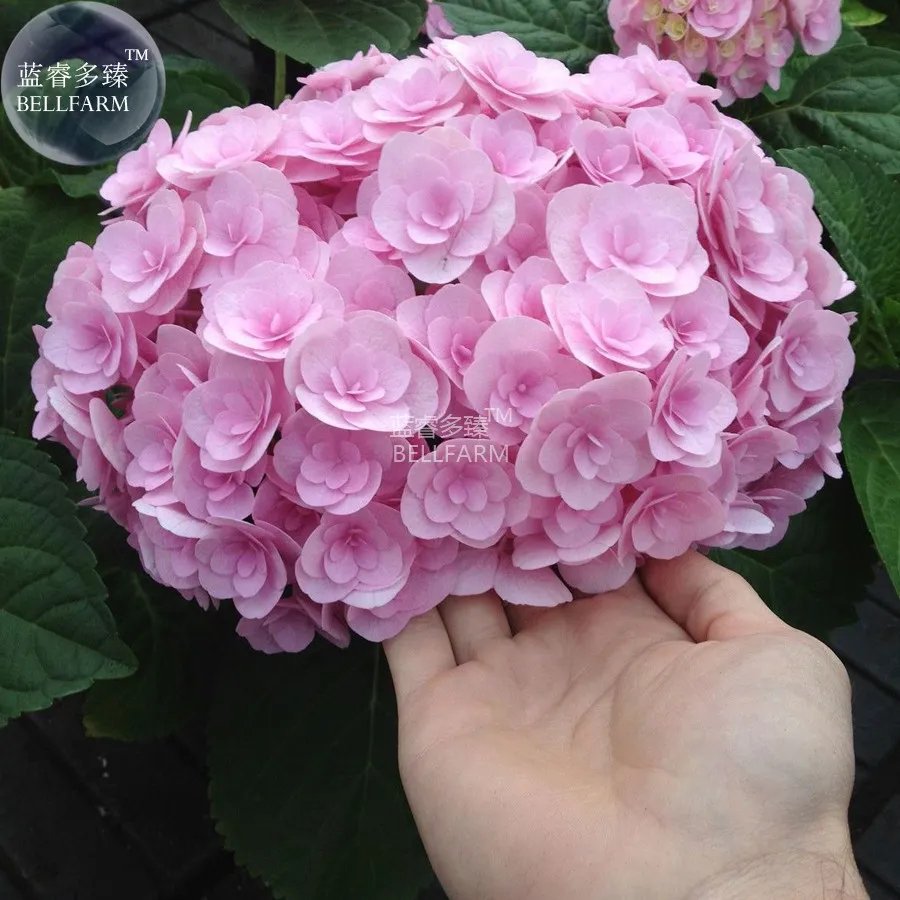 Rare BELLFARM Hydrangea Light Pink Big Blooms Flowers, 15 Seeds