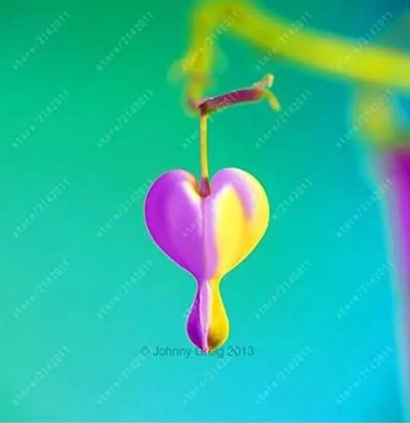 Rare Dicentra Spectabilis Bleeding Heart Flower 100 Seeds