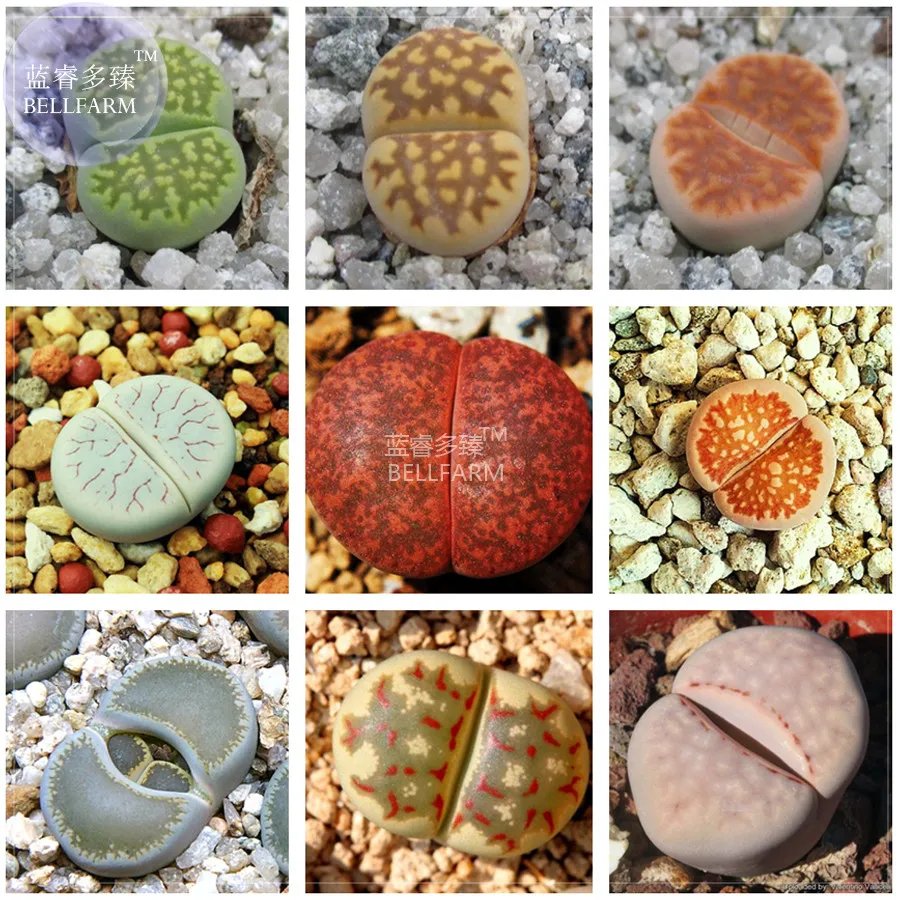 Rare BELLFARM Lithops Mixed 9 Types Succulent Seeds, 10 seeds