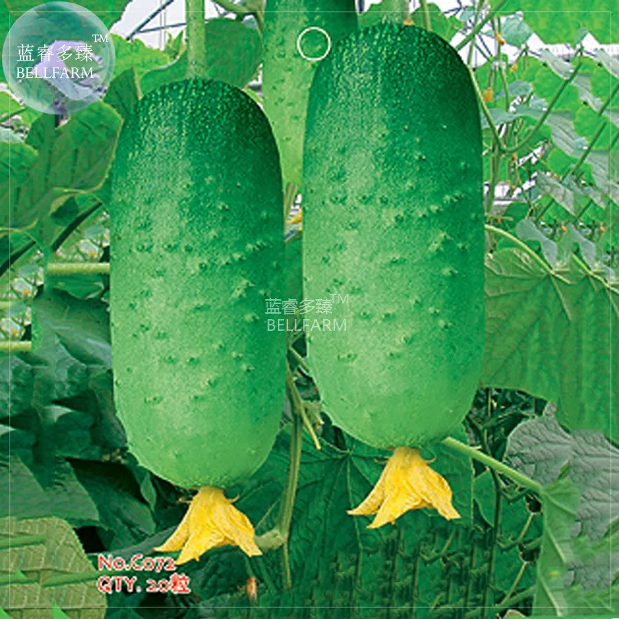 Rare BELLFARM Cucumber Japanese Short Thick Vegetable Seeds, 20 seeds