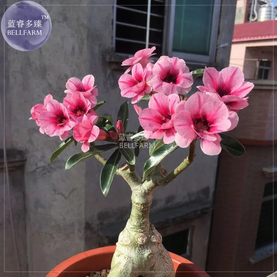 Rare BELLFARM Adenium Pink Petals Red Stripe Dark Red Centre Flower ...